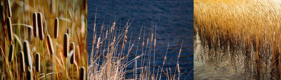 Dam Weed Removal And Control Services | Big Ditch